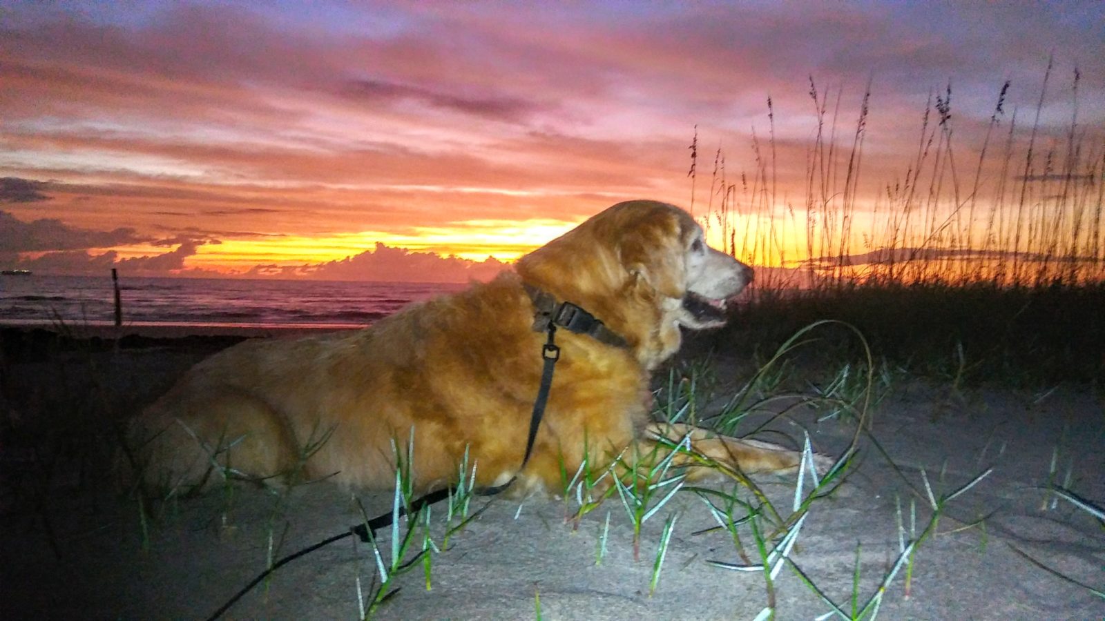 Services – Douglas Rohloff